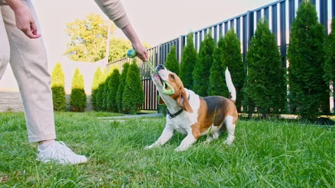 Dog Teases Girl Stock Videos – Royalty-Free HD & 4K Videos