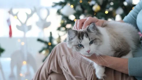 Girl Cat Stock Footage ~ Royalty Free Stock Videos | Page 3