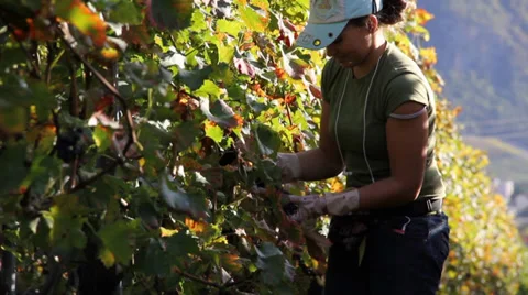 Vineyard Vines Girls Stock Videos – Royalty-Free HD & 4K Videos | Page 3