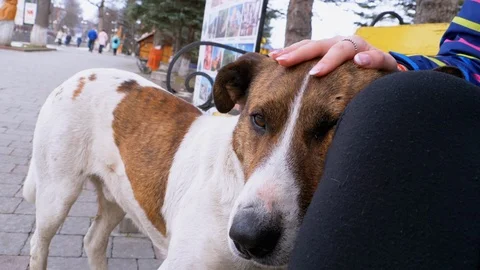 Homeless Fondle Stock Videos – Royalty-Free HD & 4K Videos