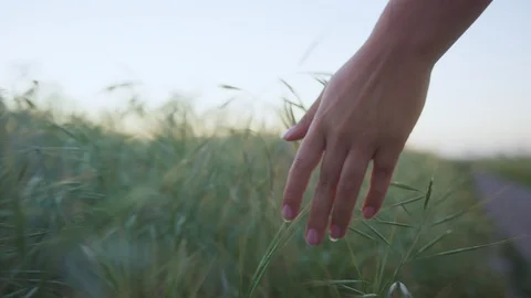 Hand Grass Stock Videos – Royalty-Free HD & 4K Videos | Pond5