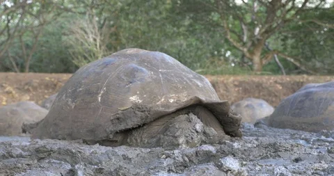 Glapagos Giant Turtles taking a Mud bath | Stock Video | Pond5