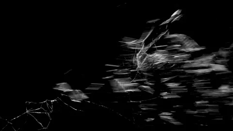 Gunshot Overlay Stock Videos – Royalty-Free HD & 4K Videos | Pond5