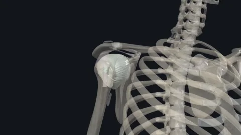 The glenohumeral joint is a ball and soc... | Stock Video | Pond5