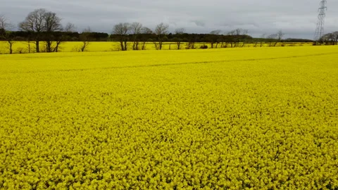 A Glimpse of Scotland's Golden Fields: S... | Stock Video | Pond5