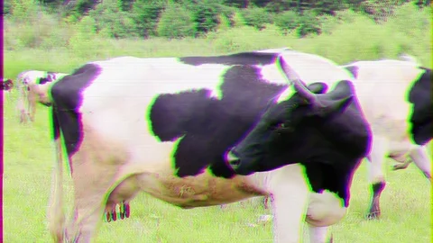 Cow Licking Camera Stock Videos – Royalty-Free HD & 4K Videos