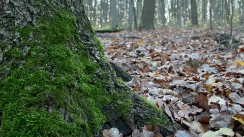 A gloomy and damp forest in late fall. A... | Stock Video | Pond5