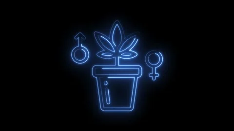 Neon Cannabis Plant Stock Videos – Royalty-Free HD & 4K Videos