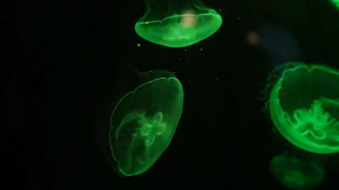 Green Aquarium Texture Stock Videos – Royalty-Free HD & 4K Videos | Pond5