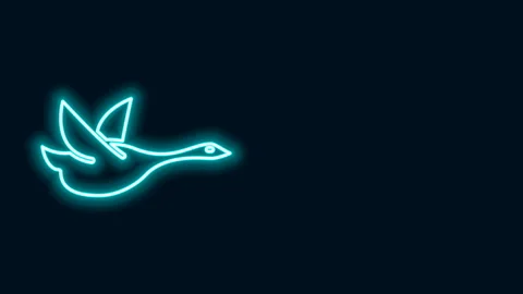 Duck Hunting Videos Stock Videos – Royalty-Free HD & 4K Videos | Page 2