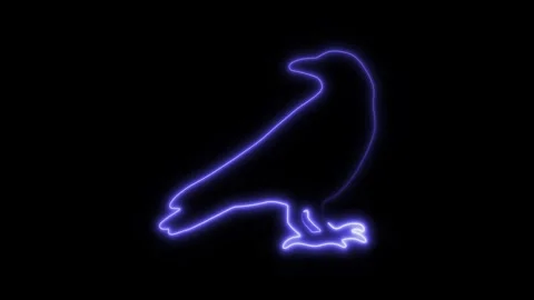 Raven: Video Stock Videos – Royalty-Free HD & 4K Videos