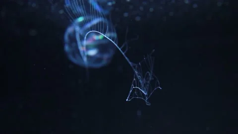Glowing Sea Gooseberry with Tentacles in... | Stock Video | Pond5