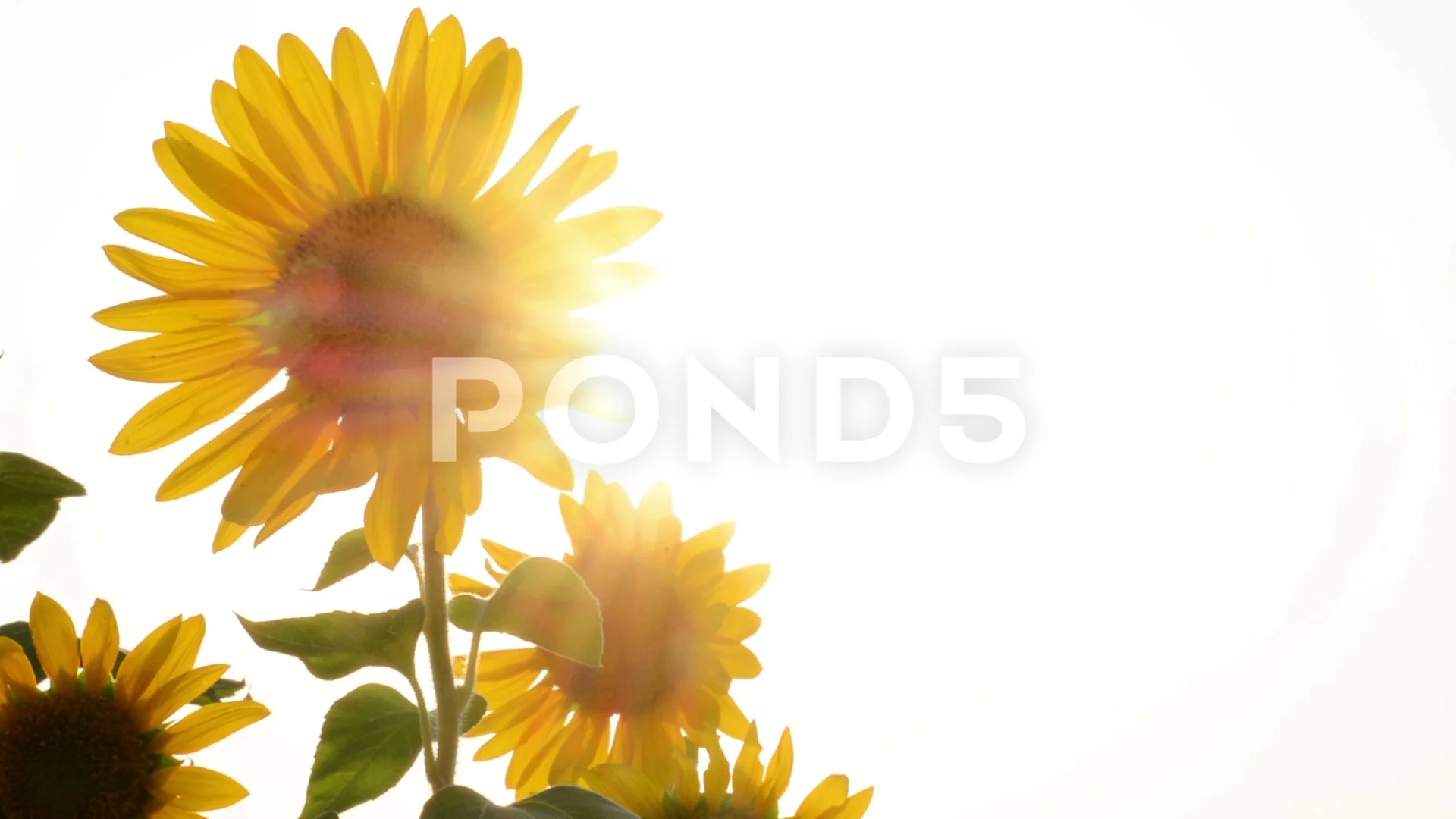 Shiny Sunflower Desktop Backgrounds