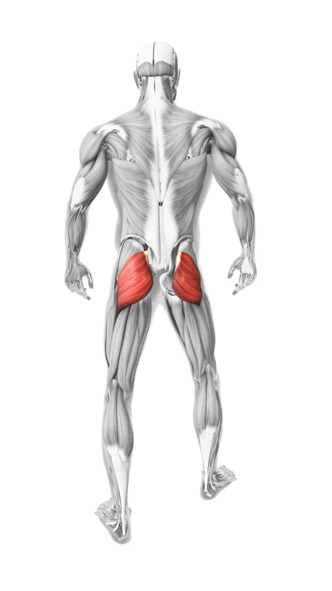 Gluteus maximus muscles in the human mus... | Stock Video | Pond5