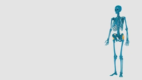 Gluteus medius on a white background | Stock Video | Pond5