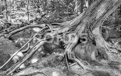 Photograph: Gnarled Tree Roots from Wind and Soil Erosion #232071747