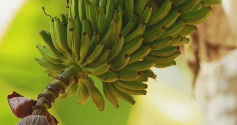 Goa, India. Banana 'Tree' Showing Fruit ... | Stock Video | Pond5