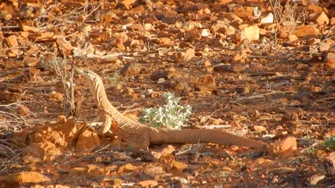 Goanna, Bungarra, Monitor Lizard in Outb... | Stock Video | Pond5