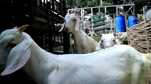 goat and milking can inside farm | Stock Video | Pond5