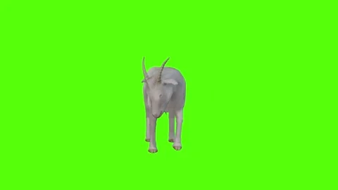 Goat Angry Green Screen Animation 4k Ren... | Stock Video | Pond5