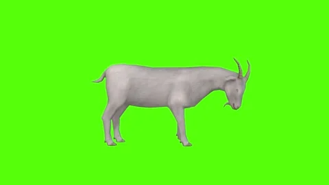 Goat Angry Green Screen Animation 4k Ren... | Stock Video | Pond5