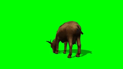 goat eat - green screen | Stock Video | Pond5