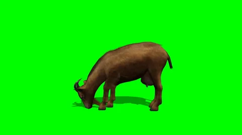 goat eat - green screen | Stock Video | Pond5