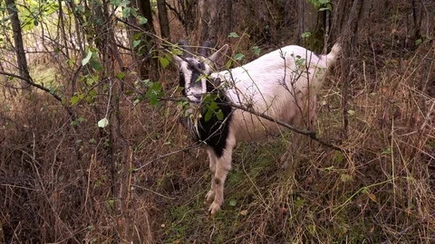 Goat eat leaves from tree | Stock Video | Pond5