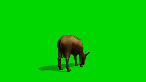 Goat eat - separated on green screen | Stock Video | Pond5