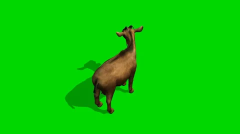Goat Green Screen Stock Video Footage | Royalty Free Goat Green Screen ...