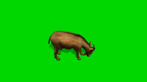 Goat eat - separated on green screen | Stock Video | Pond5