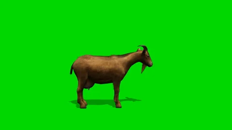 Goat eat - separated on green screen | Stock Video | Pond5