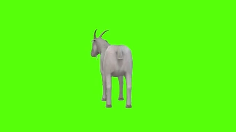 Goat Eating Green Screen Animation 4k Re... | Stock Video | Pond5