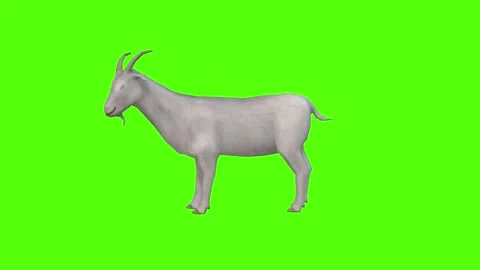 Goat Green Screen Stock Video Footage | Royalty Free Goat Green Screen ...