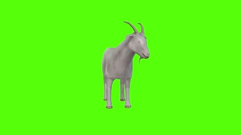 Goat Eating Green Screen Animation 4k Re... | Stock Video | Pond5