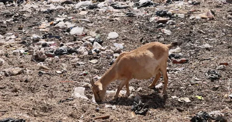Goat eating plastic garbage dump Ghana A... | Stock Video | Pond5