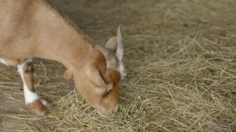 Goat eating straw inside farm house, clo... | Stock Video | Pond5