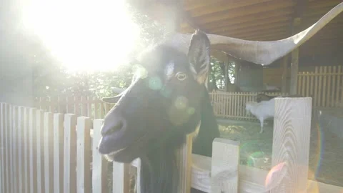 Goat Videos Stock Videos – Royalty-Free HD & 4K Videos | Pond5