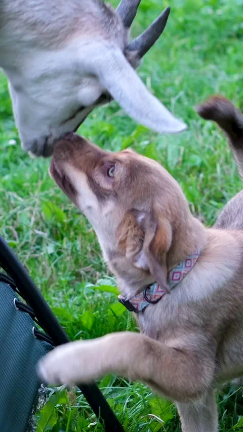 Friends For Animals Stock Videos – Royalty-Free HD & 4K Videos | Pond5