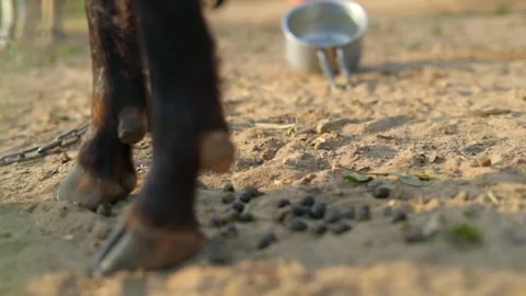 Goat fresh droppings, poop or organic fe... | Stock Video | Pond5