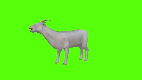 Goat Green Screen Stock Videos – Royalty-Free HD & 4K Videos
