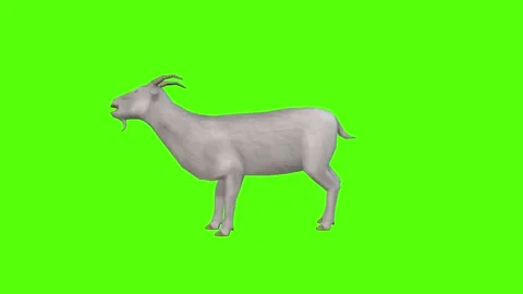 Goat Getting Hit Green Screen Animation ... | Stock Video | Pond5