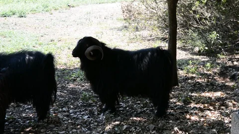 Goat group at the field. Family of goats... | Stock Video | Pond5