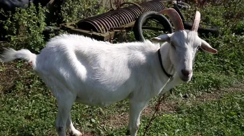 Poo Stock Video Footage | Royalty Free Poo Videos | Pond5