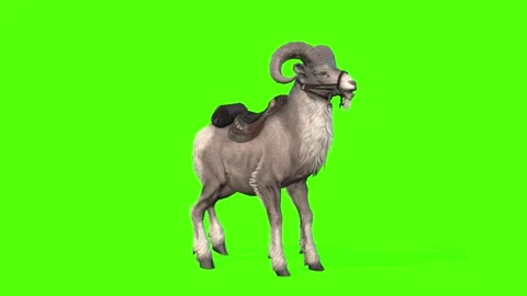 Goat idle Green Screen Animation 3D Rend... | Stock Video | Pond5