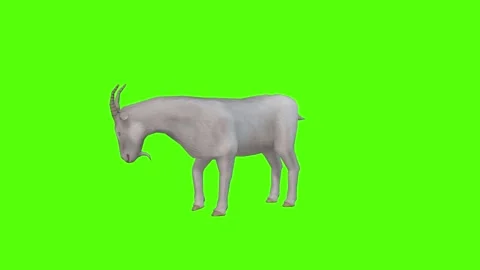 Goat Looking Around Green Screen Animati... | Stock Video | Pond5