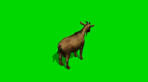Goat Green Screen Stock Video Footage | Royalty Free Goat Green Screen ...
