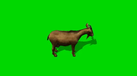 Goat Green Screen Stock Video Footage | Royalty Free Goat Green Screen ...