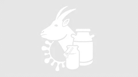 Goat, milk cans and splash milk, graphic... | Stock Video | Pond5