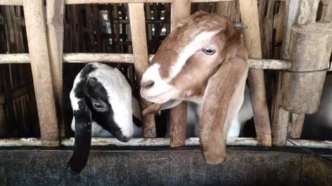 Screaming Goat Stock Videos – Royalty-Free HD & 4K Videos